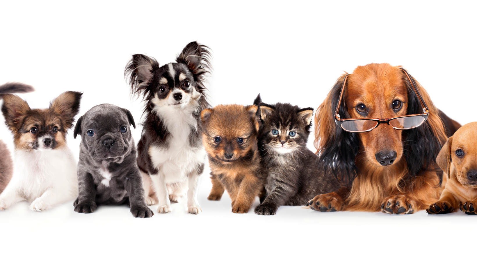 Can Animals Be Highly Sensitive? - Dr. Elayne Daniels