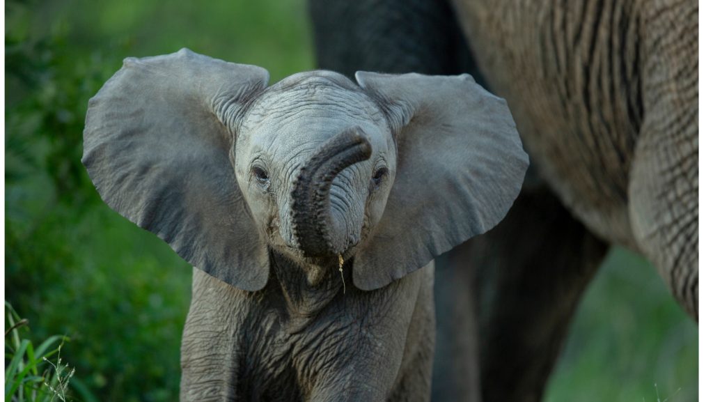 Can Animals Be Highly Sensitive?