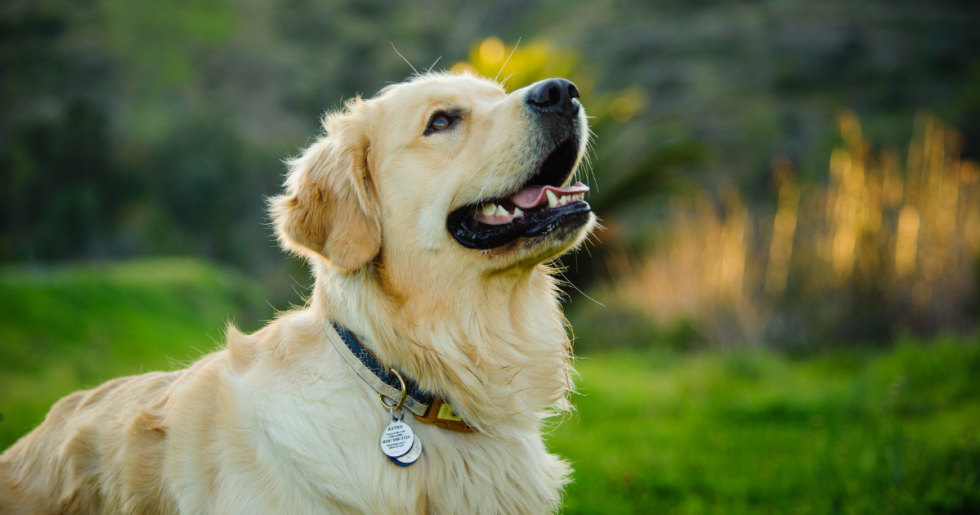 13 Best Emotional Support Dog Breeds For Anxiety And Depression