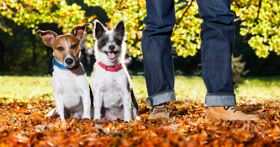 13 Best Emotional Support Dog Breeds For Anxiety And Depression